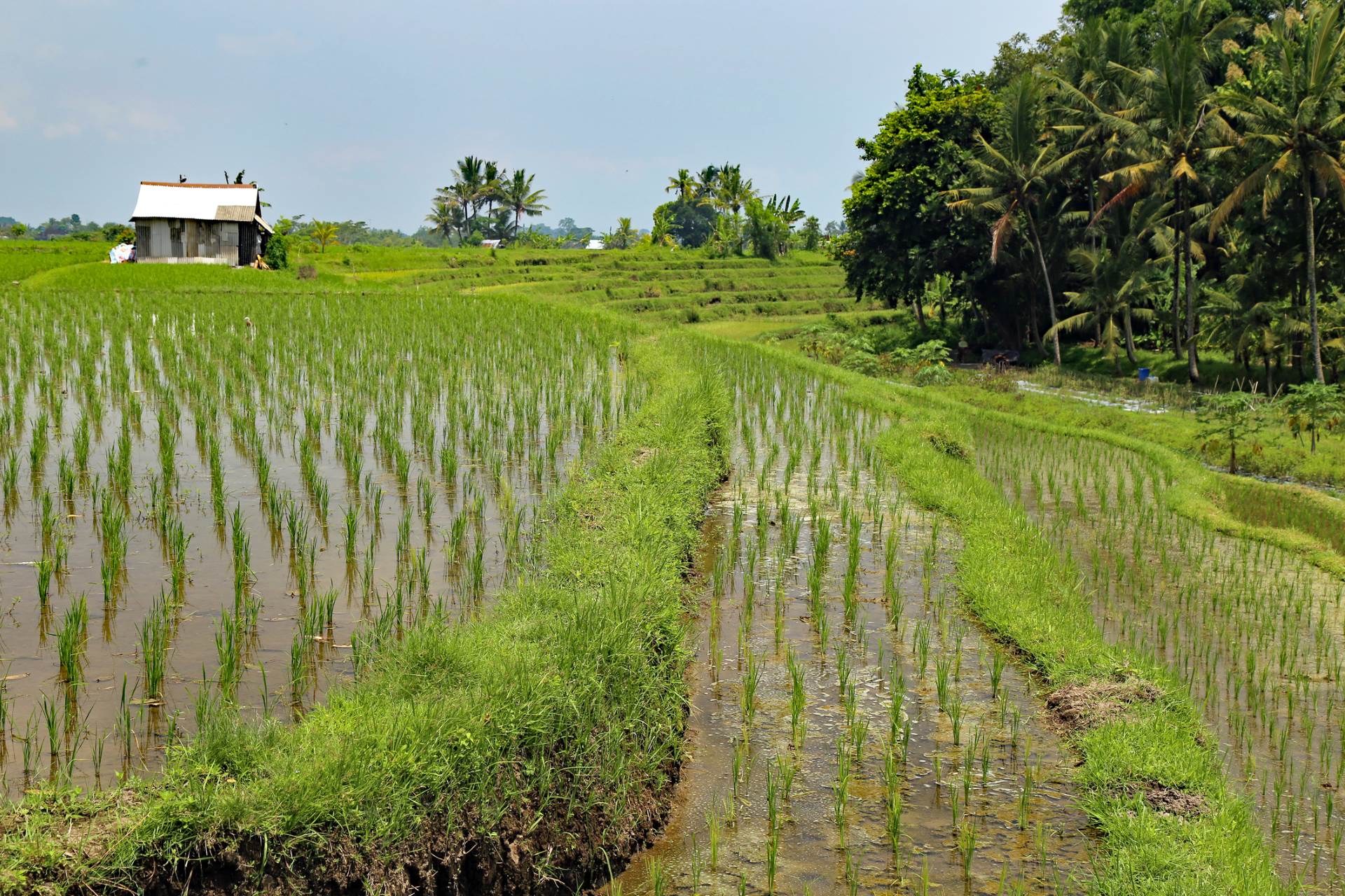 Villagers suffer major crop losses due to copper mine irrigation: 'How ...