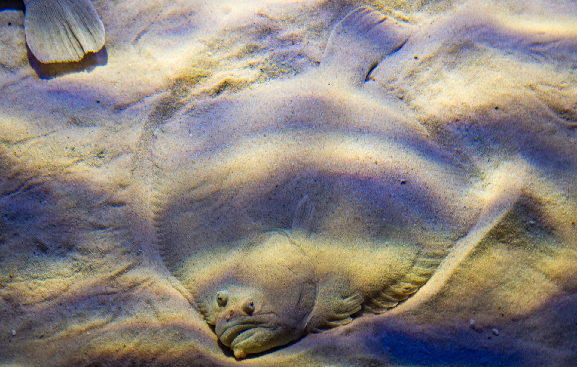 Researchers raise concerns about extinctions after warmer ocean ...