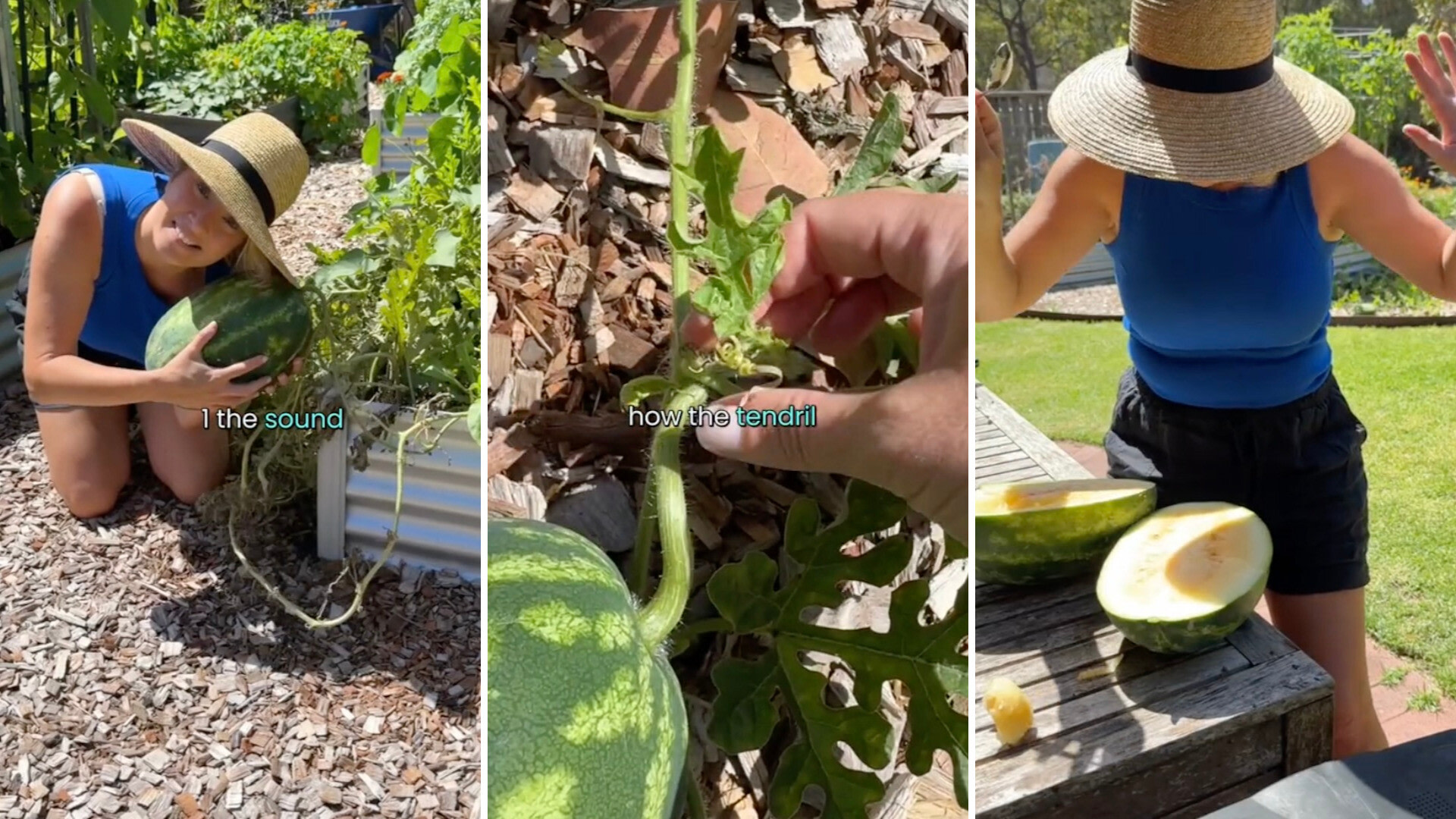 Plant expert shares simple trick to ensure ripe watermelon pick every ...