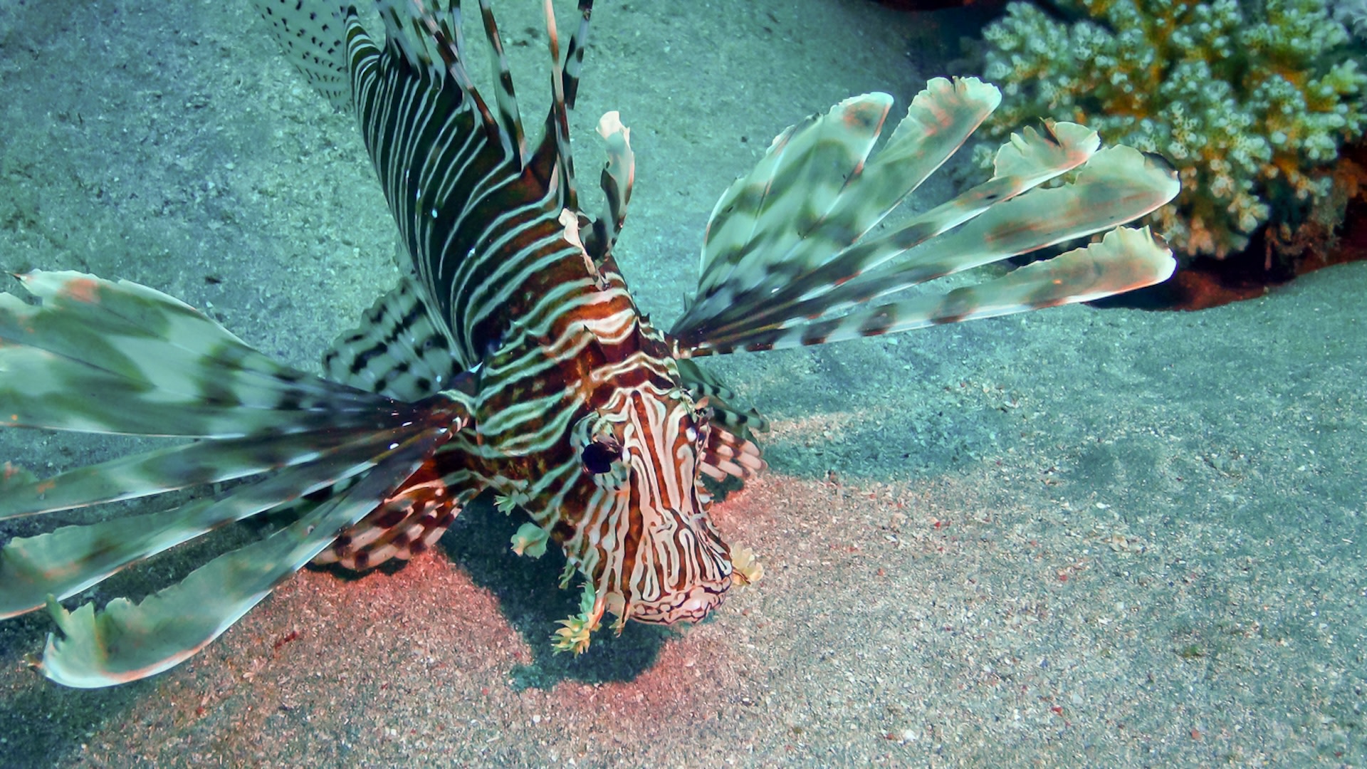 Participants win thousands in prizes for catching destructive lionfish ...