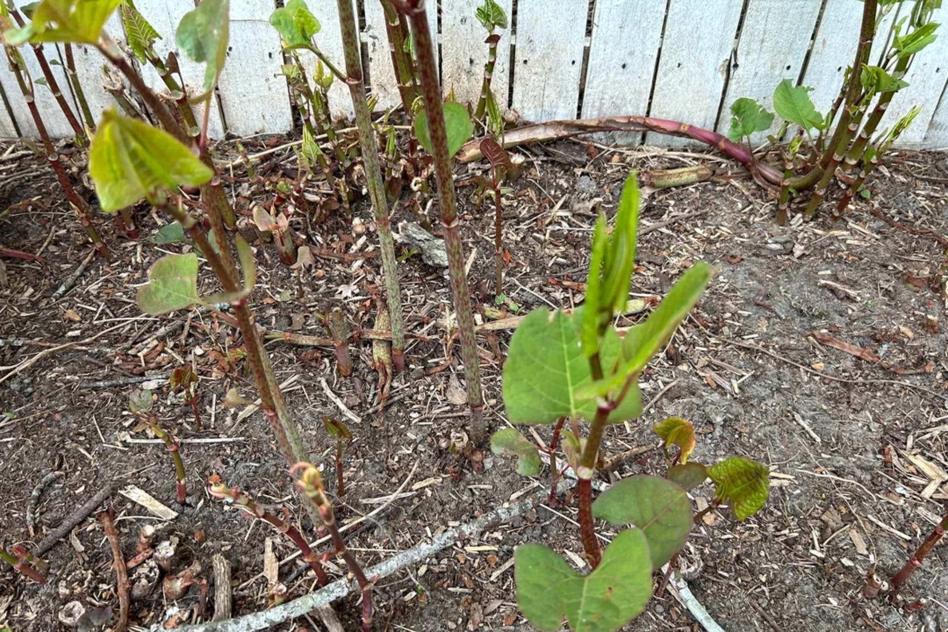 Homeowner issues warning about aggressive plant species taking over yard: 'They are coming up ...