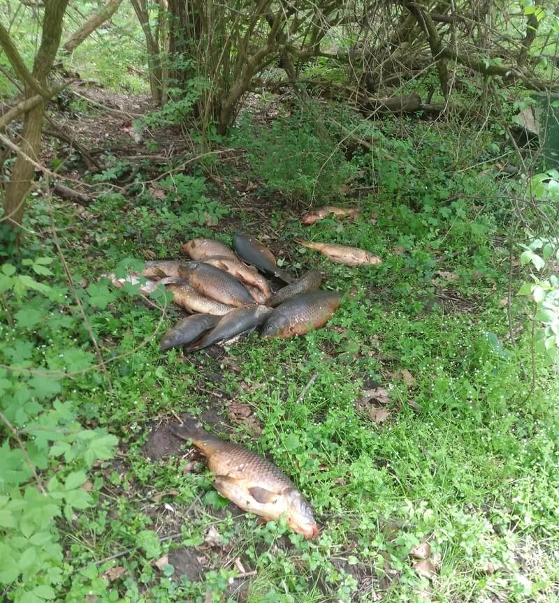 Resident shares concerns after encountering pile of dead fish at local ...