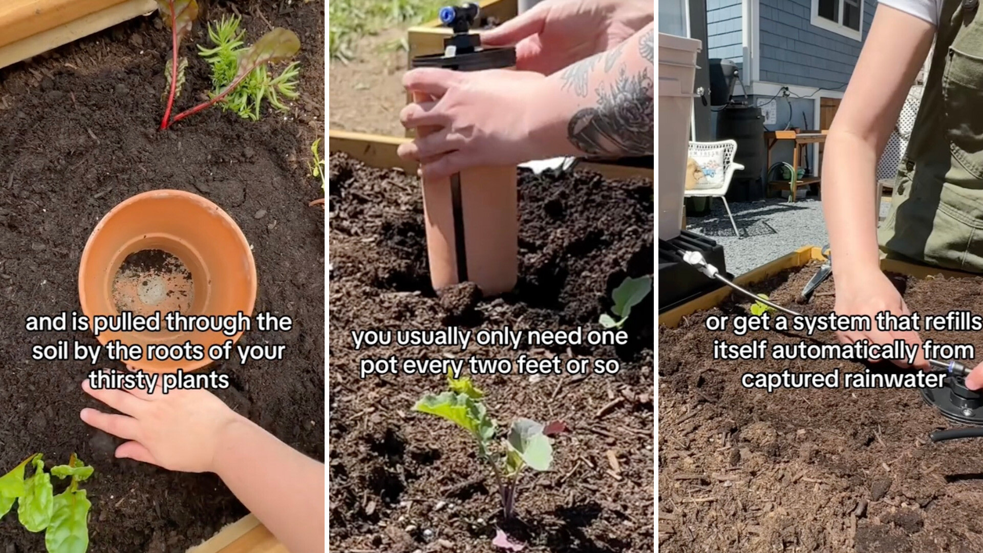 Gardening expert demonstrates ancient method to keep plants perfectly ...