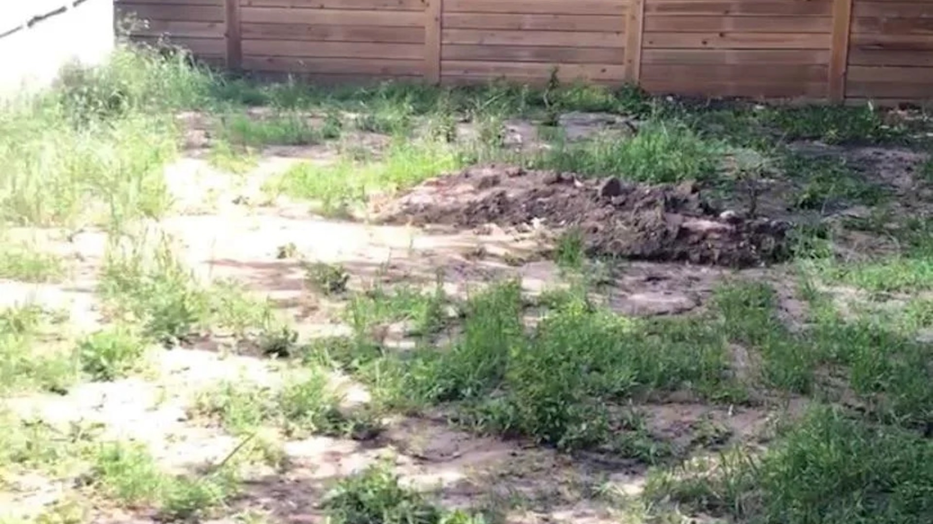 Gardener shares before-and-after photos of barren yard transformation ...