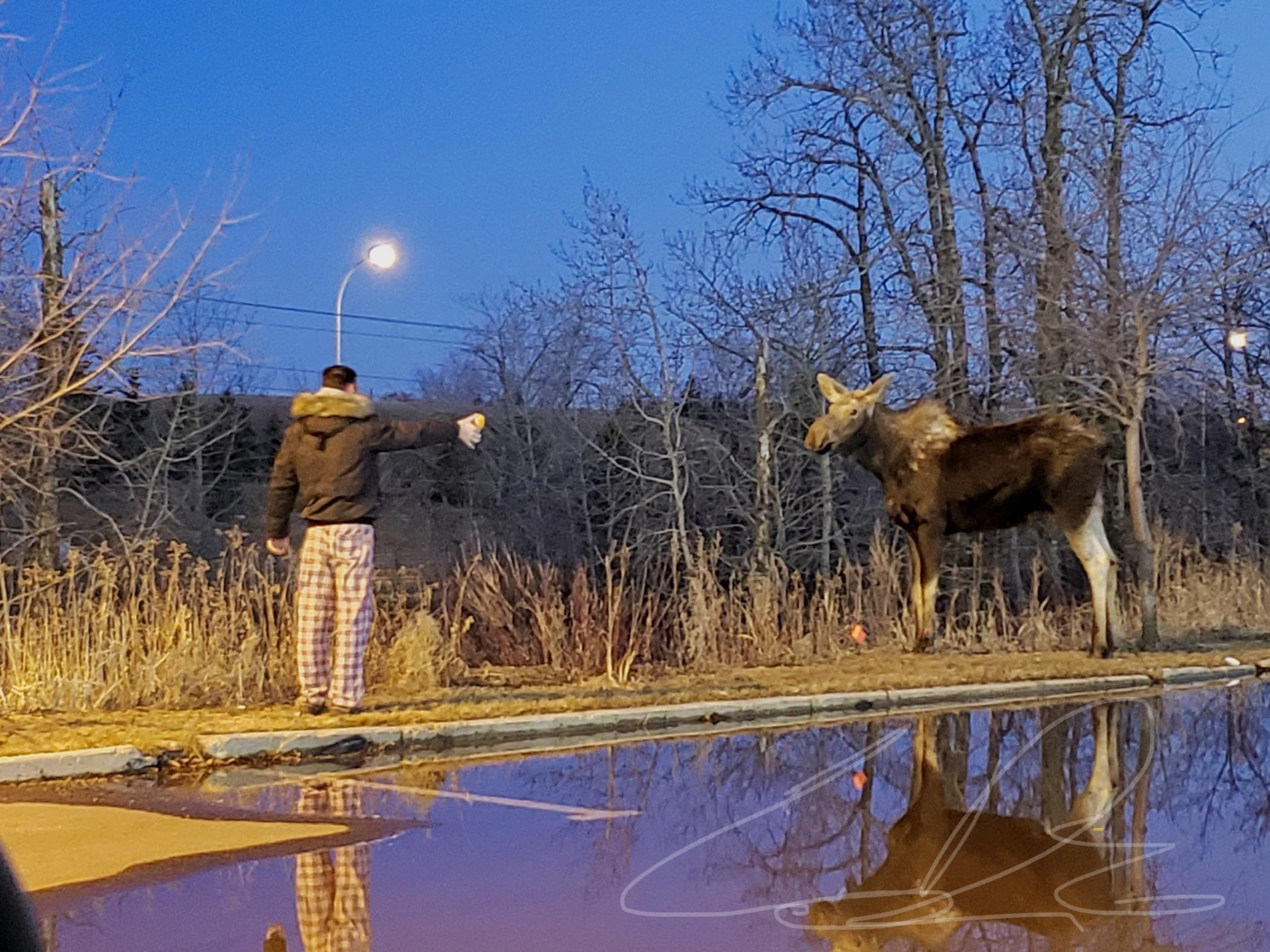 Photo of risky encounter between man and moose leaves internet puzzled ...