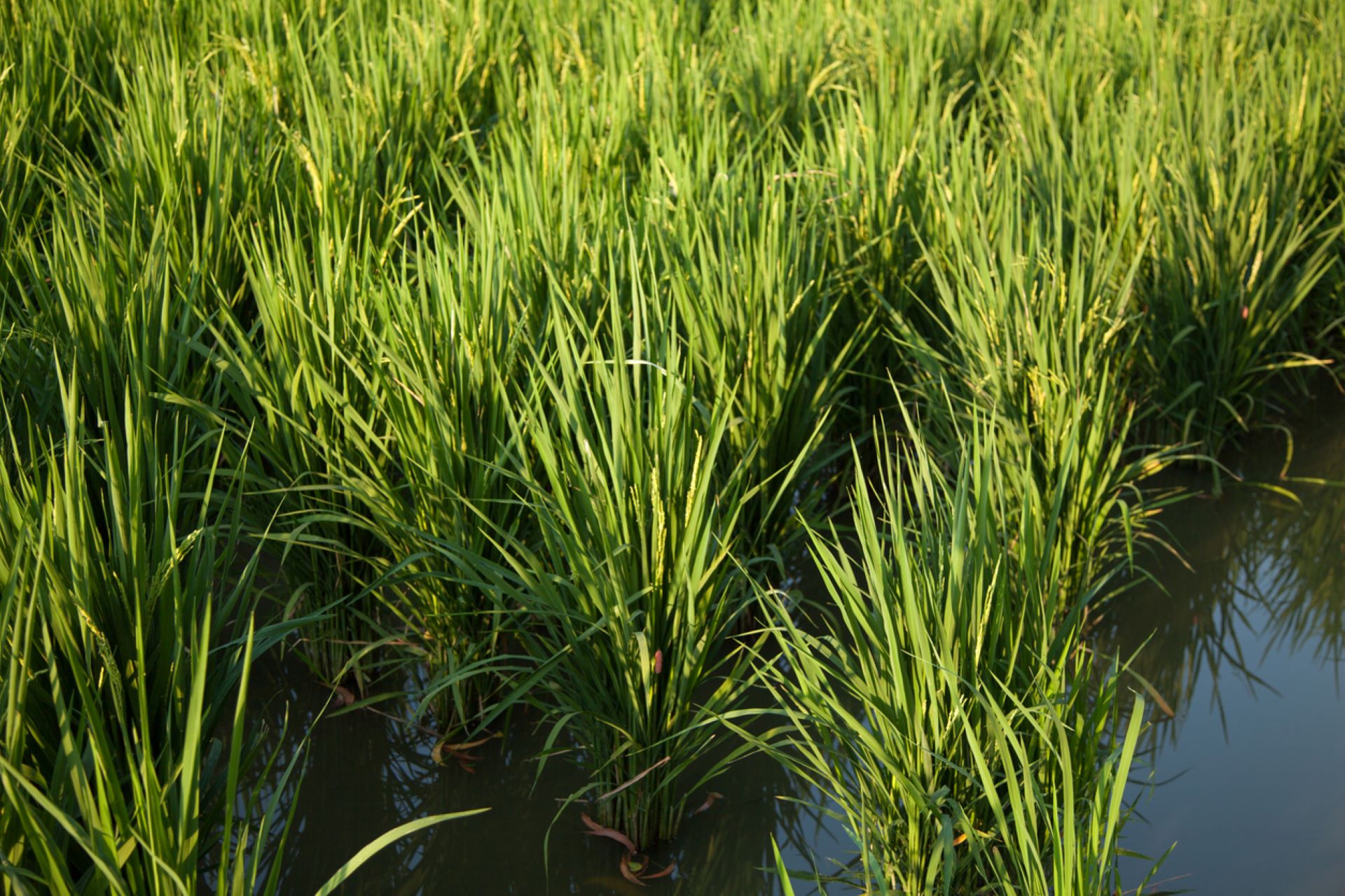 Scientists develop mutant rice capable of resisting common crop disease ...