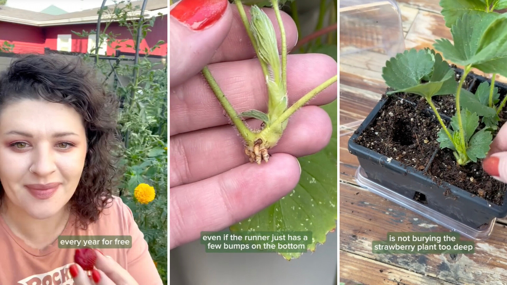 Gardener shares simple hack for near-infinite supply of strawberries ...