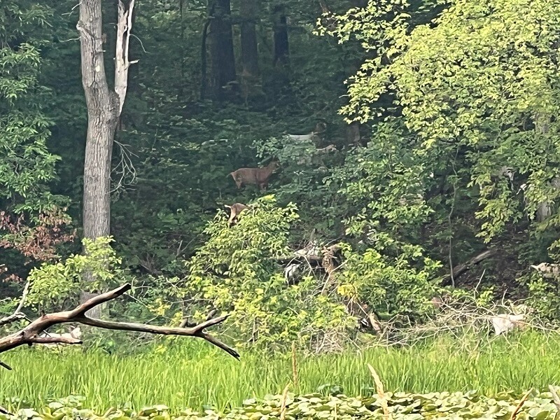 Resident shares progress photos after park officials release goats into ...