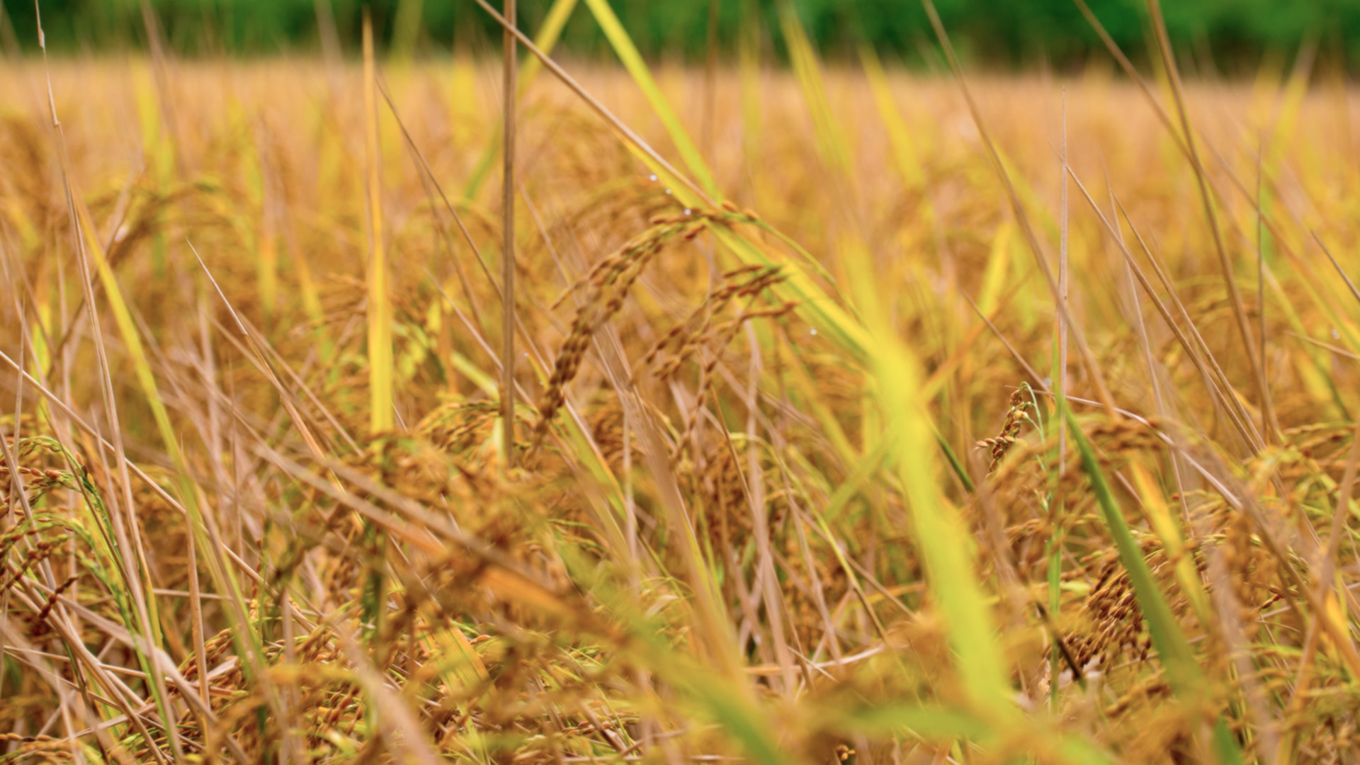 Rare rice seeds hidden by ancestor fleeing from slavery have been ...