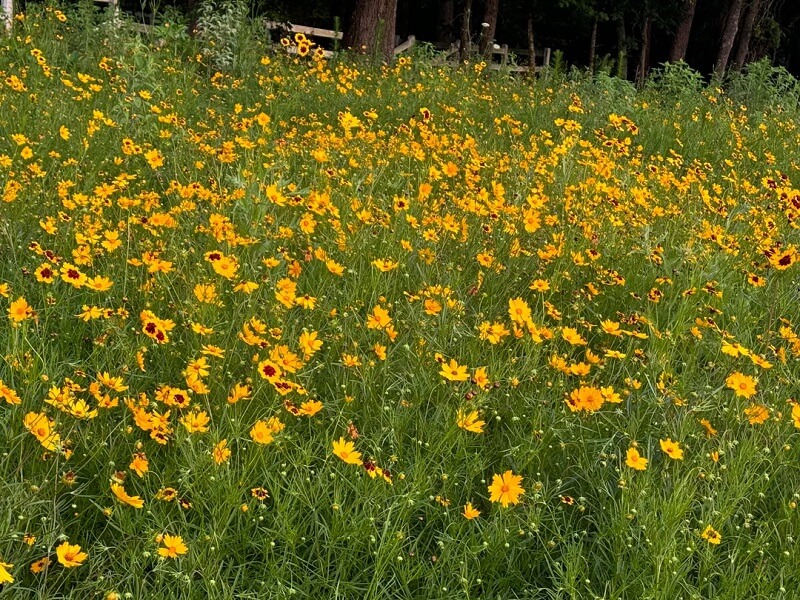Homeowner shares stunning results after planting native wildflower ...