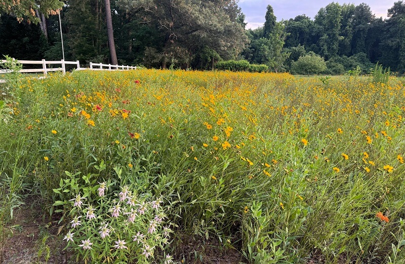 Homeowner shares stunning results after planting native wildflower ...
