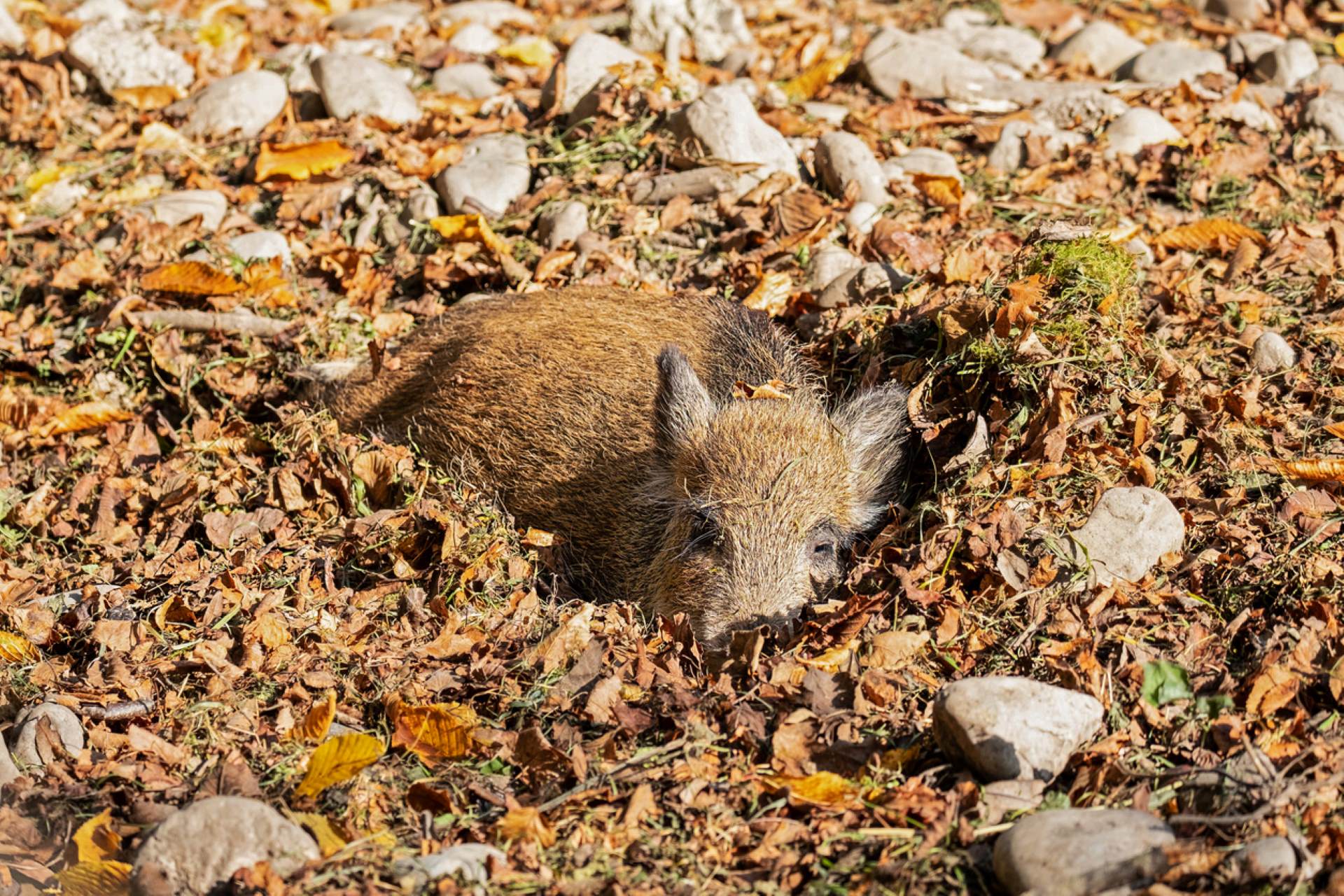 Researchers discover alarming impact of heat on wildlife sleep patterns ...