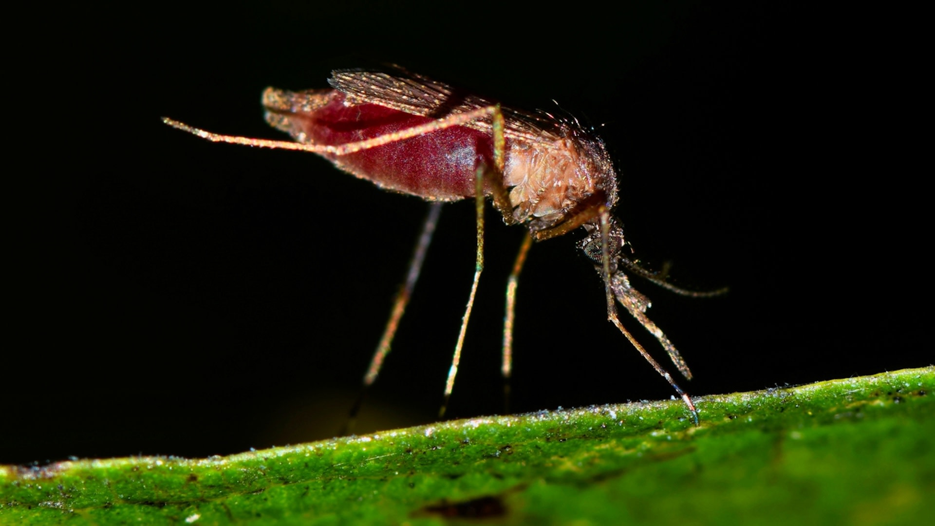 Concerned residents issue warning after being swarmed by 'apocalyptic ...