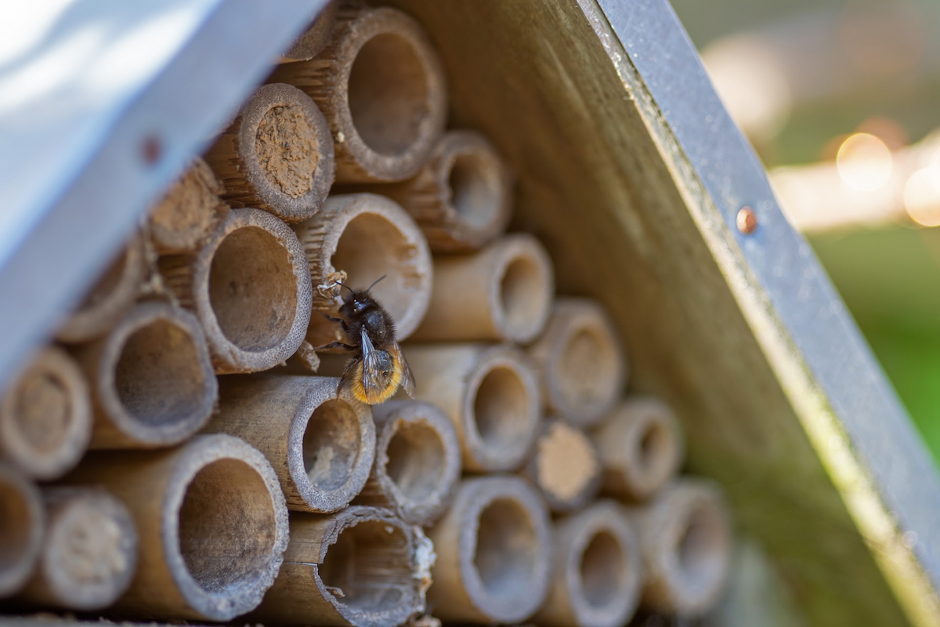 Gardener issues warning about common 'bee house' mistakes with ...