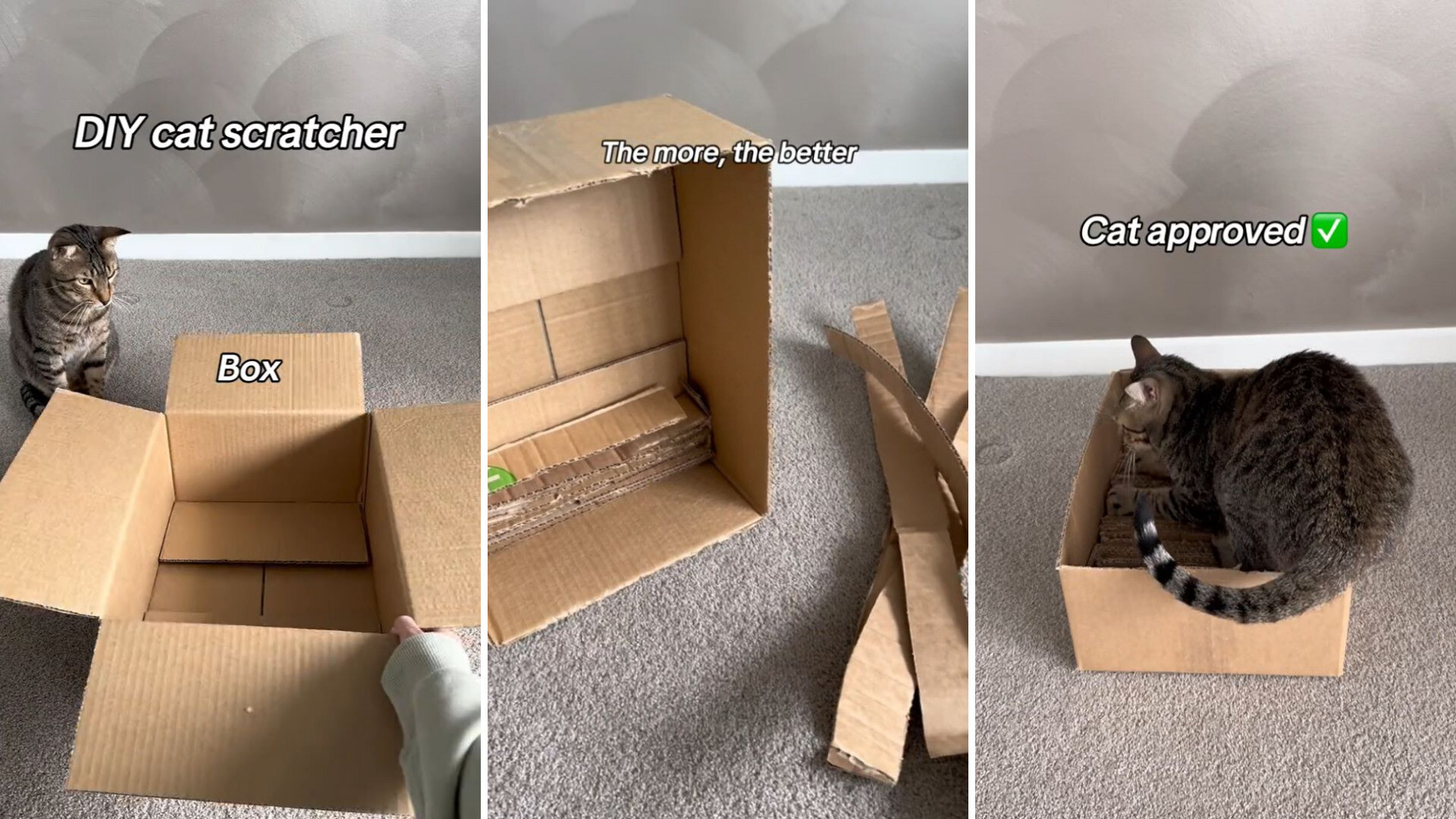 Cat owner demonstrates cheap, simple way to transform old boxes into ...