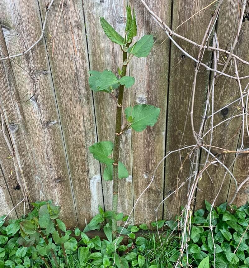 New homeowner frustrated after highly invasive plant sprouts up in ...