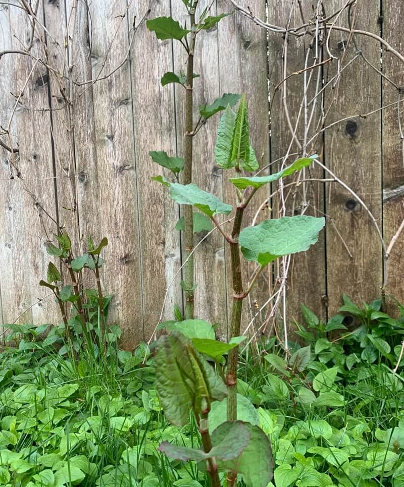 New homeowner frustrated after highly invasive plant sprouts up in ...