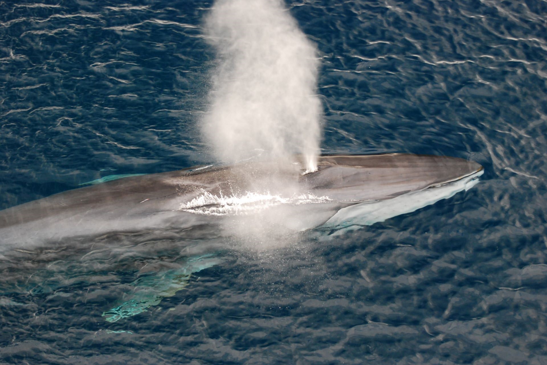 Japan to allow hunting endangered fin whales to keep its whale meat ...