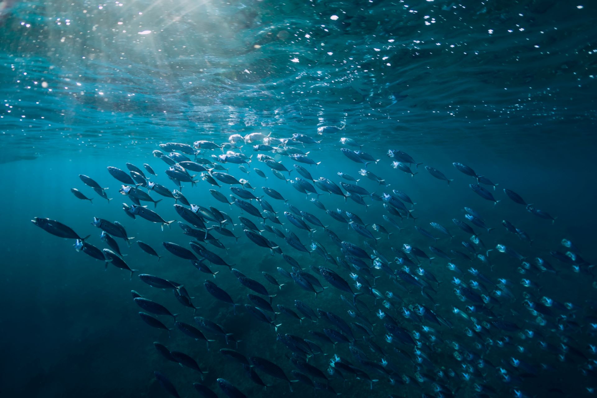 Scientists confounded by observation that fish are shrinking: 'We still ...