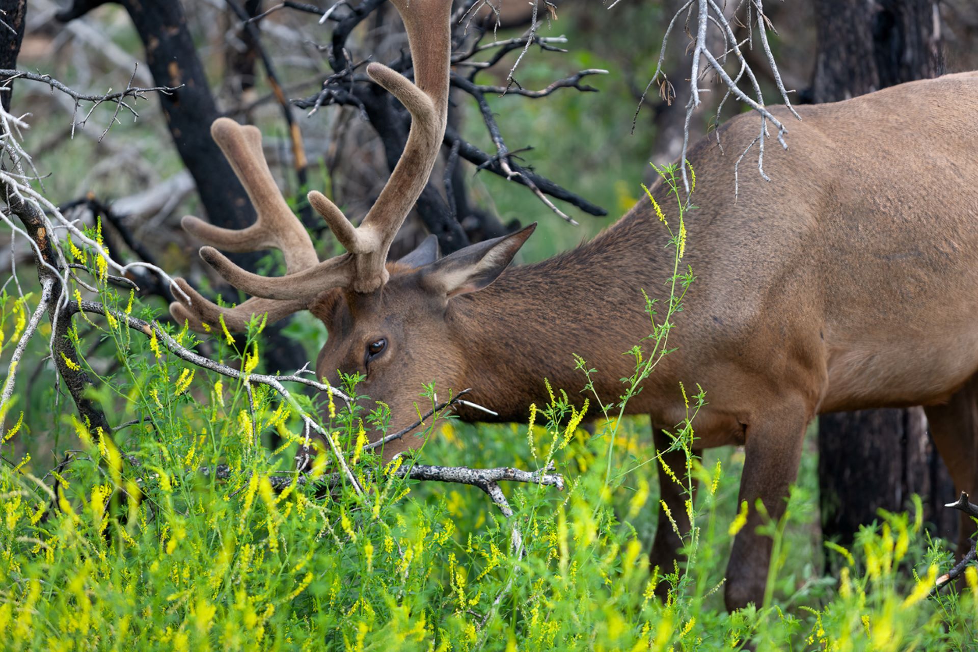 Scientists make game-changing discovery about the impact of grazing ...
