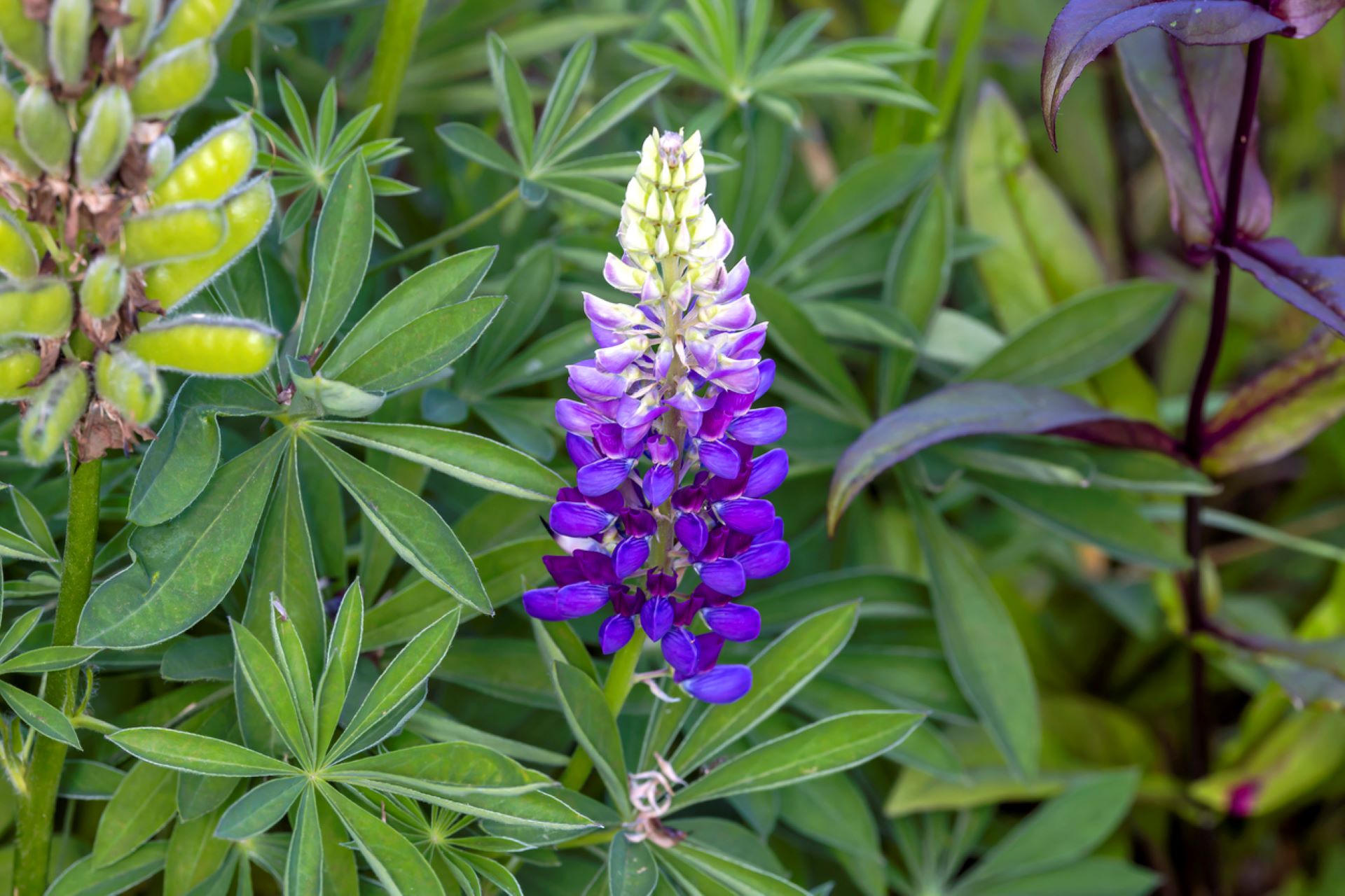 Gardener receives praise after sharing stunning photos of native ...