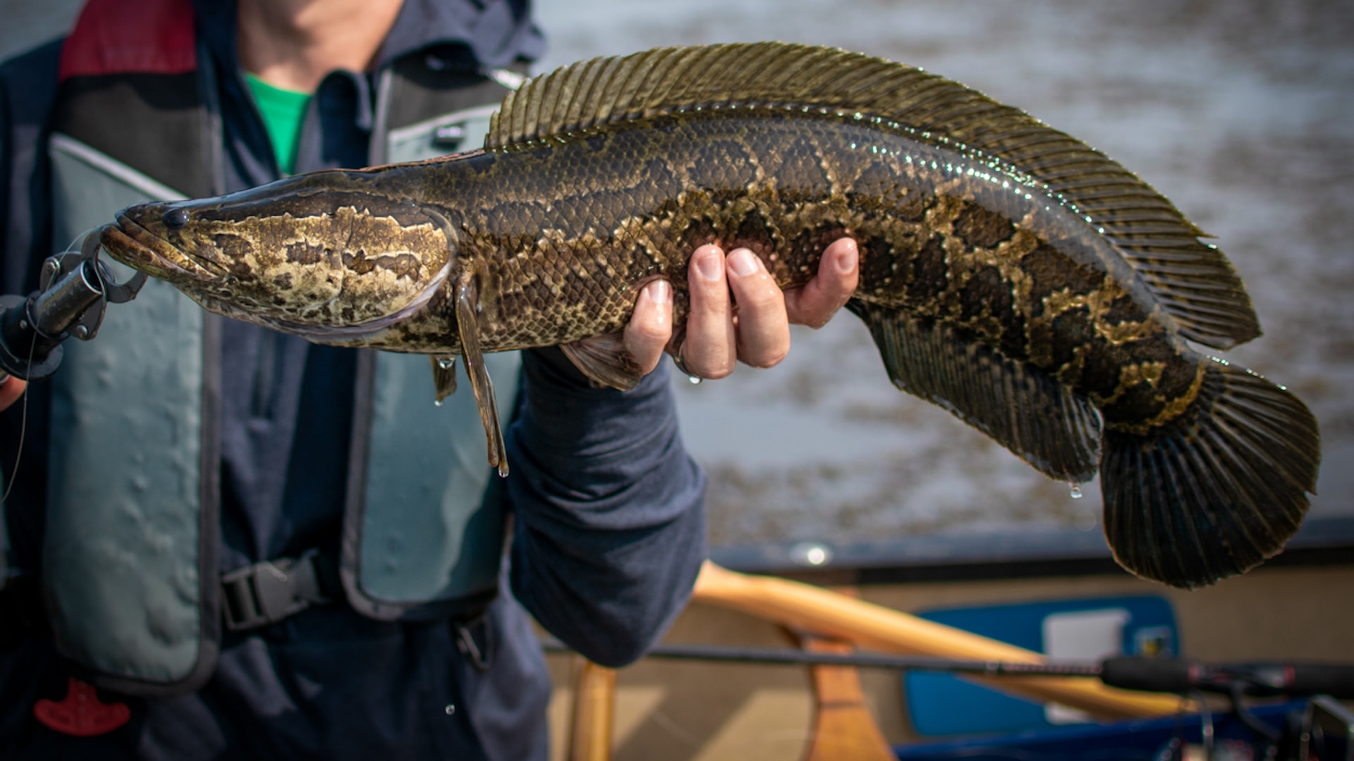 Officials propose law urging people to fish and eat invading species ...