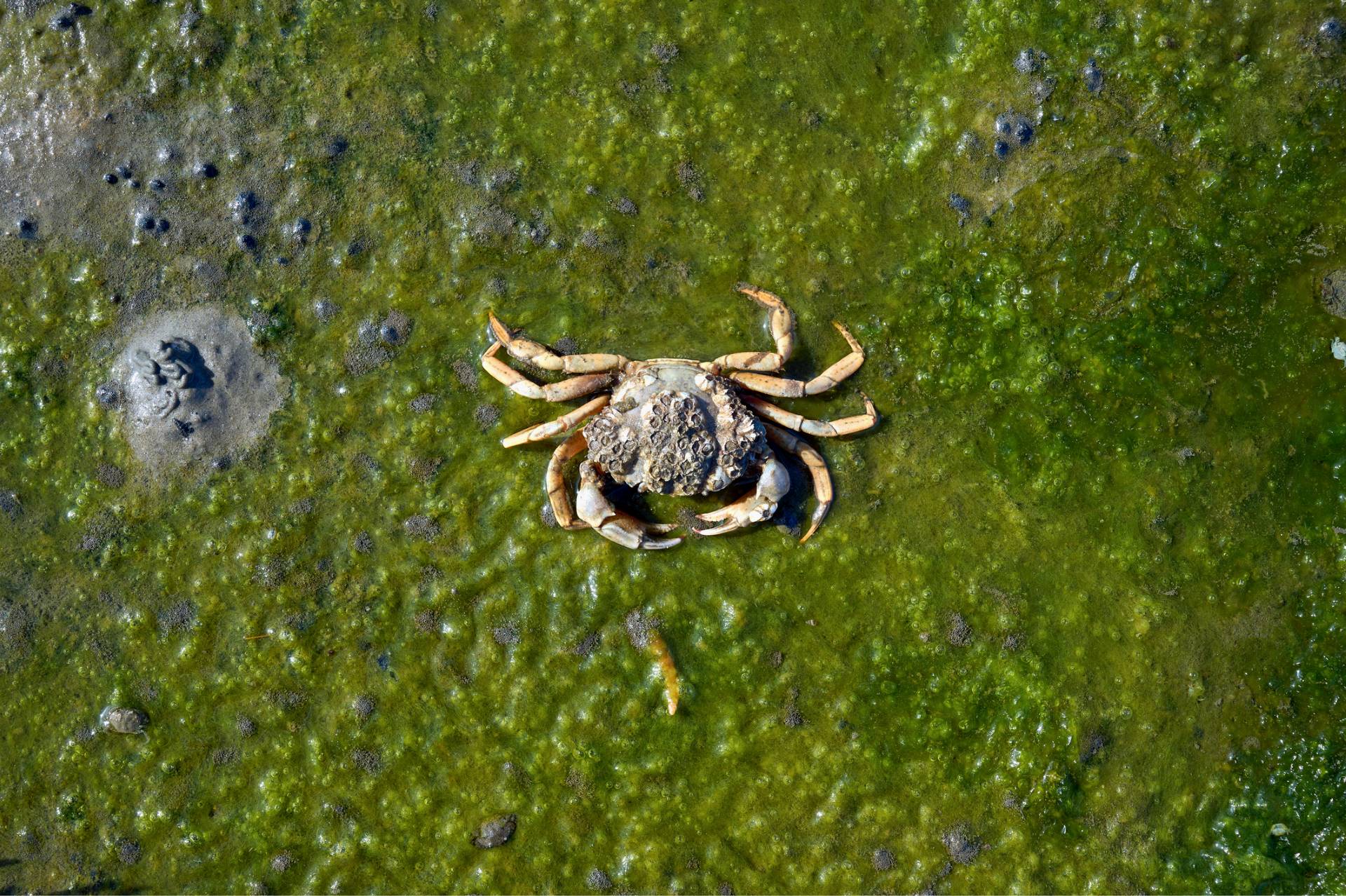 Experts urge people to fish and eat crab species invading coastlines ...