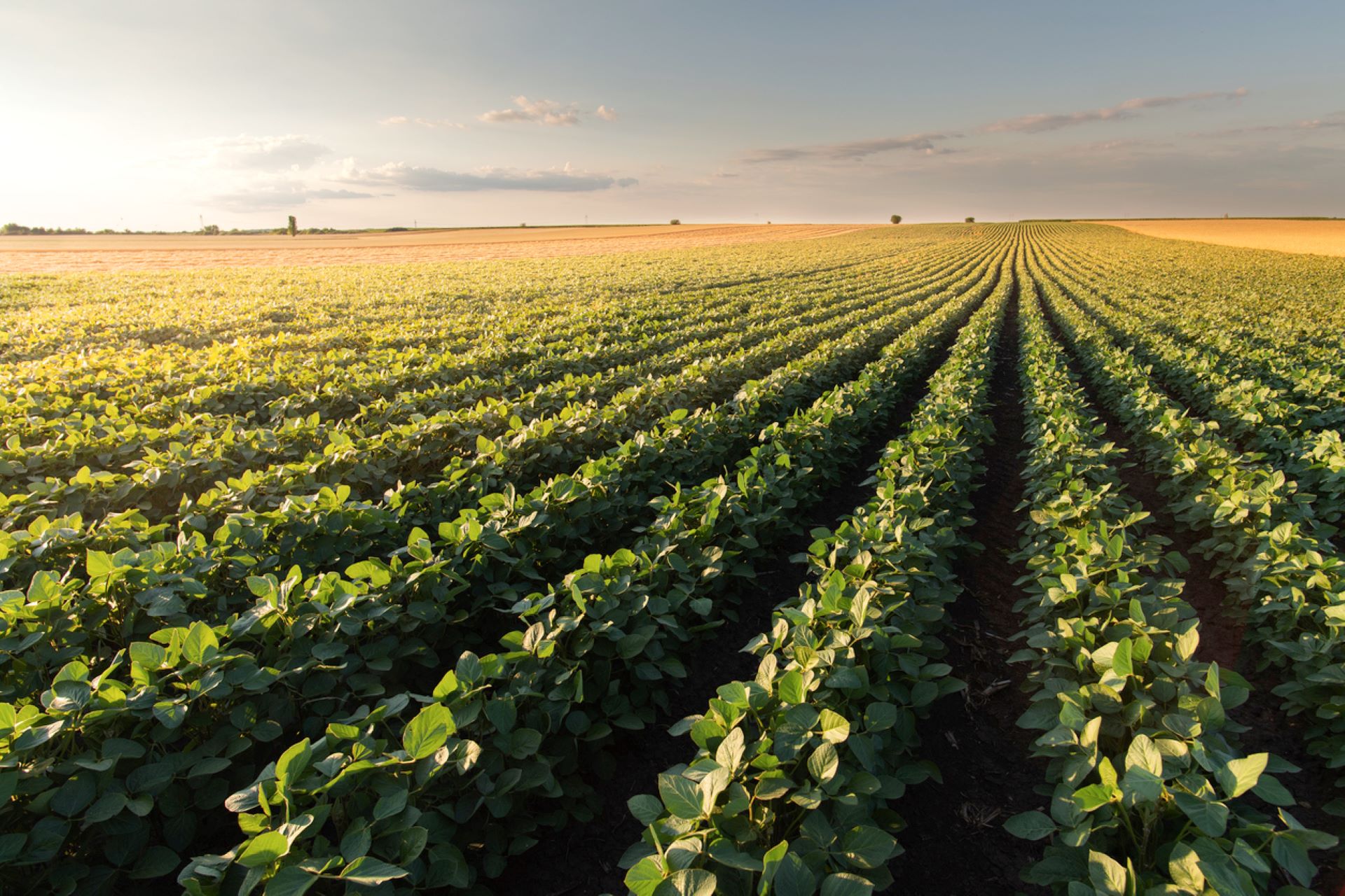 Lawmakers pass new Farm Bill legislation with potential repercussions ...
