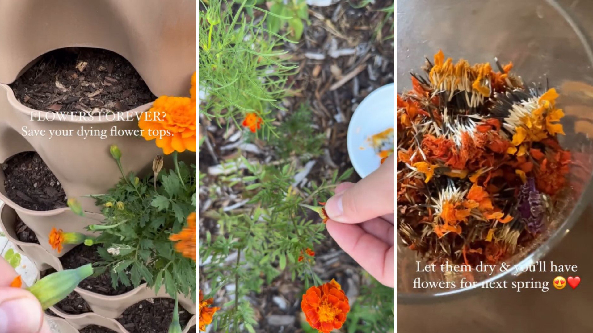 Gardener demonstrates how dying plant can help grow seemingly infinite ...