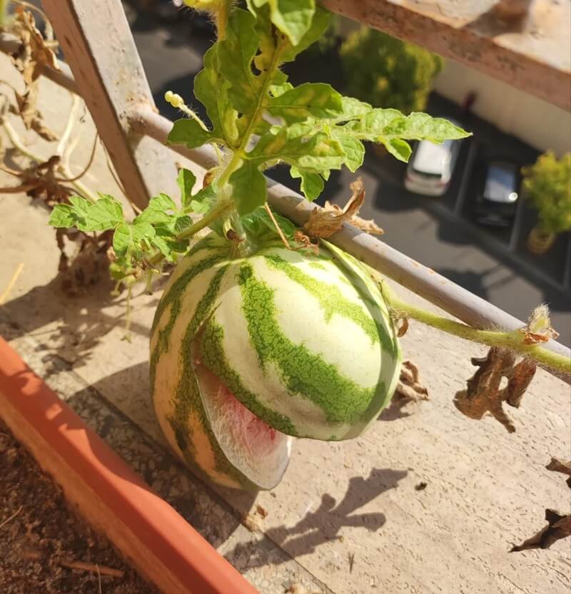 Gardener seeks advice after noticing bizarre watermelon growth: 'Can ...