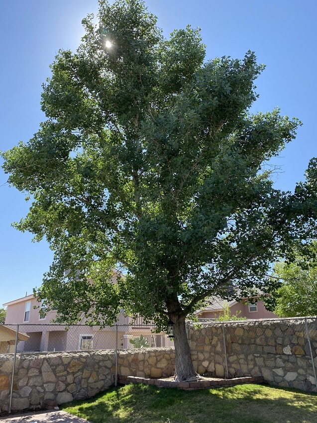 Homeowner shares distressing before-and-after photos after neighbor ...