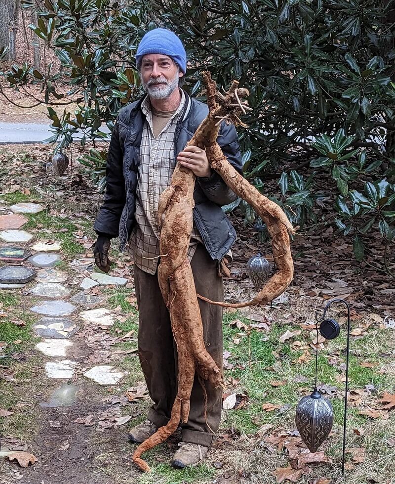 Gardener shares astonishing photo of invasive plant's tuber after hour ...