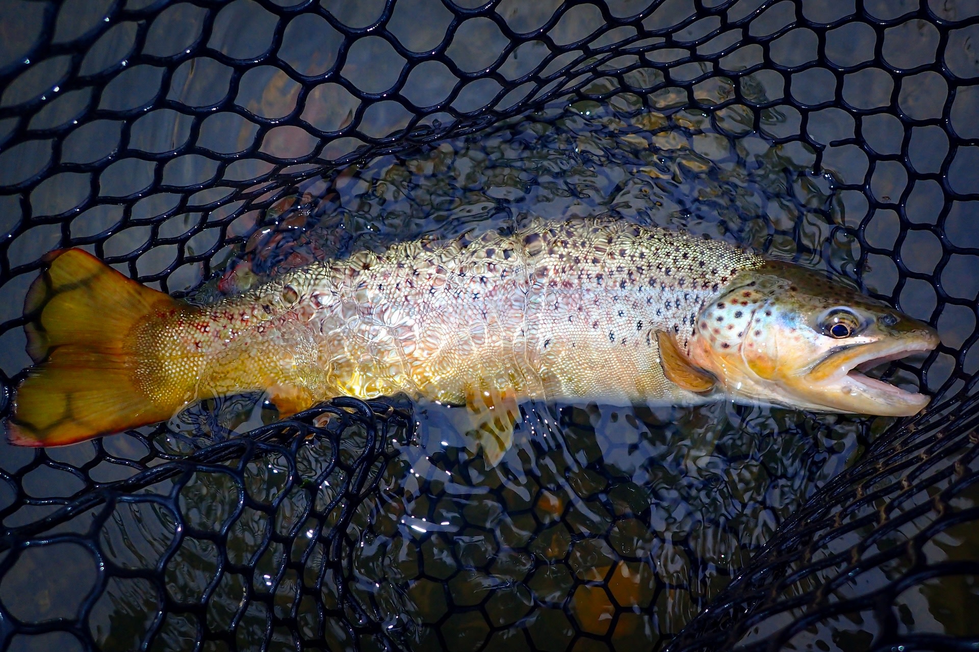 Experts raise concerns after finding evidence of meth-addicted fish ...