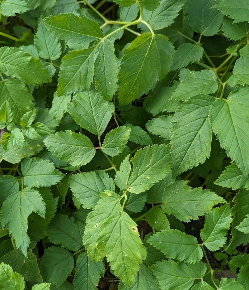 New homeowner frustrated after highly invasive plant sprouts up and ...