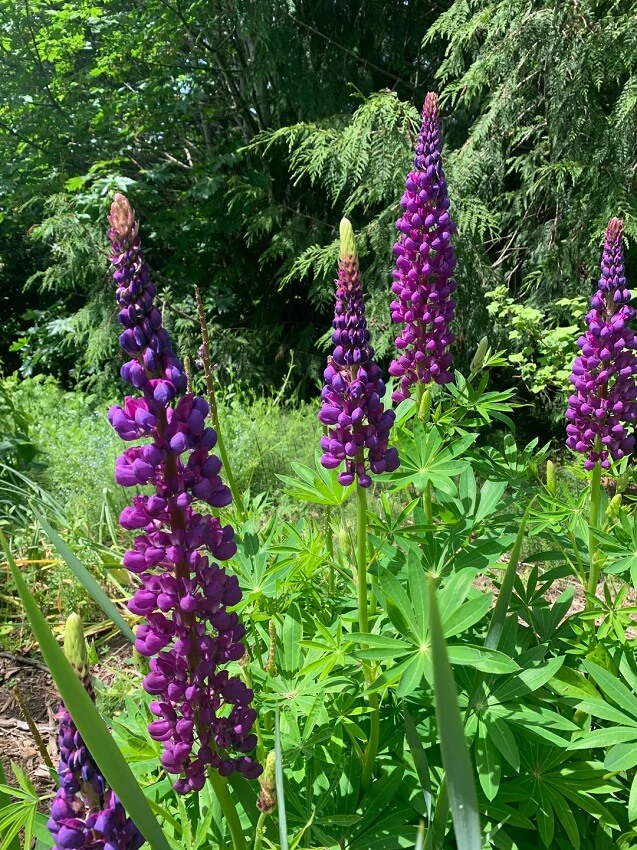 Gardener receives praise after sharing stunning photos of native ...