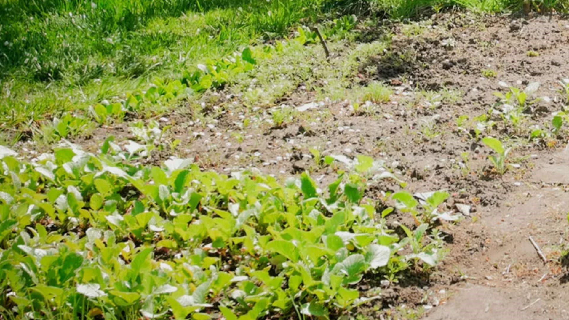 Homeowner issues warning after enduring consequences of common ...