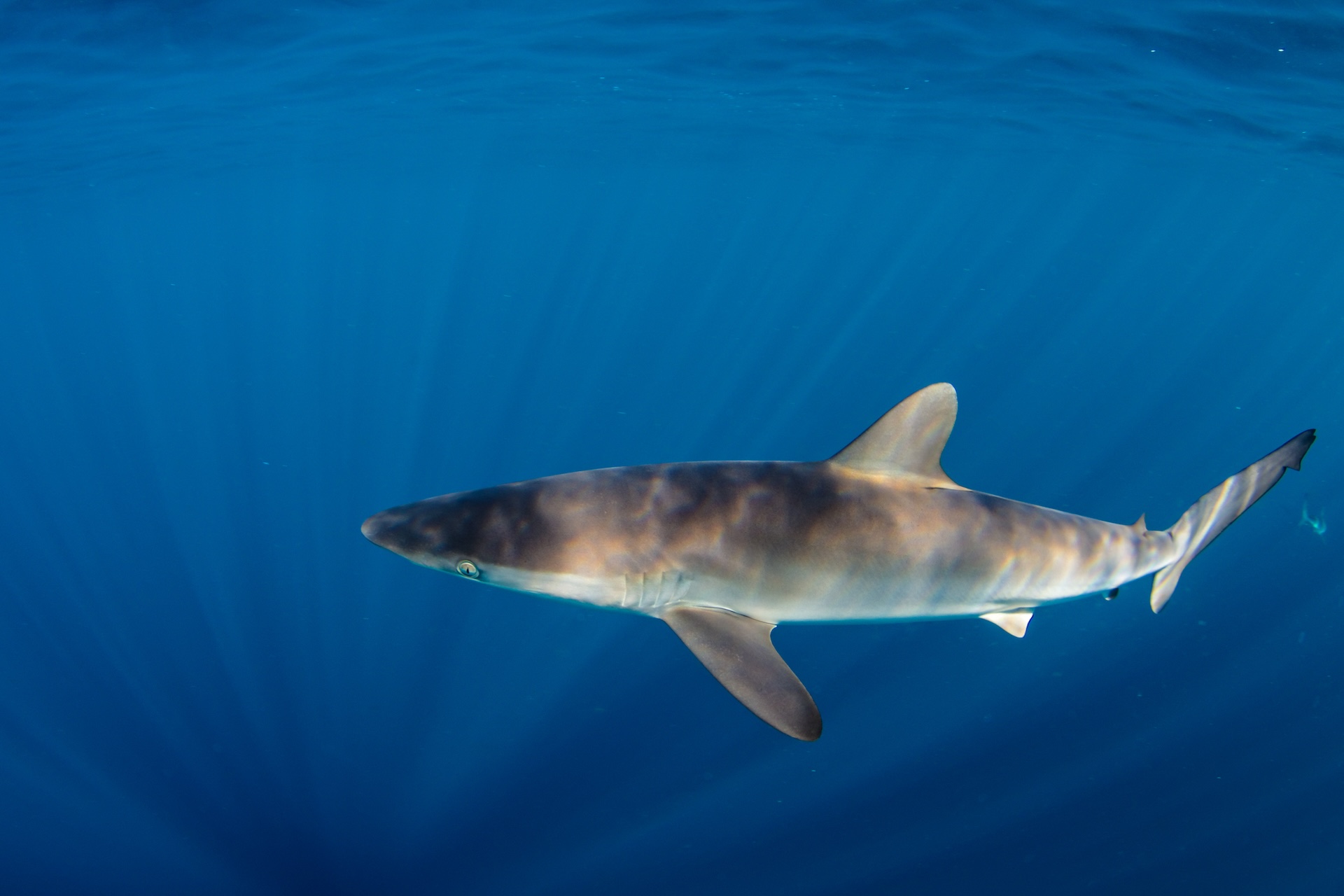 Researchers document record-breaking shark migration: 'Highlighting the ...