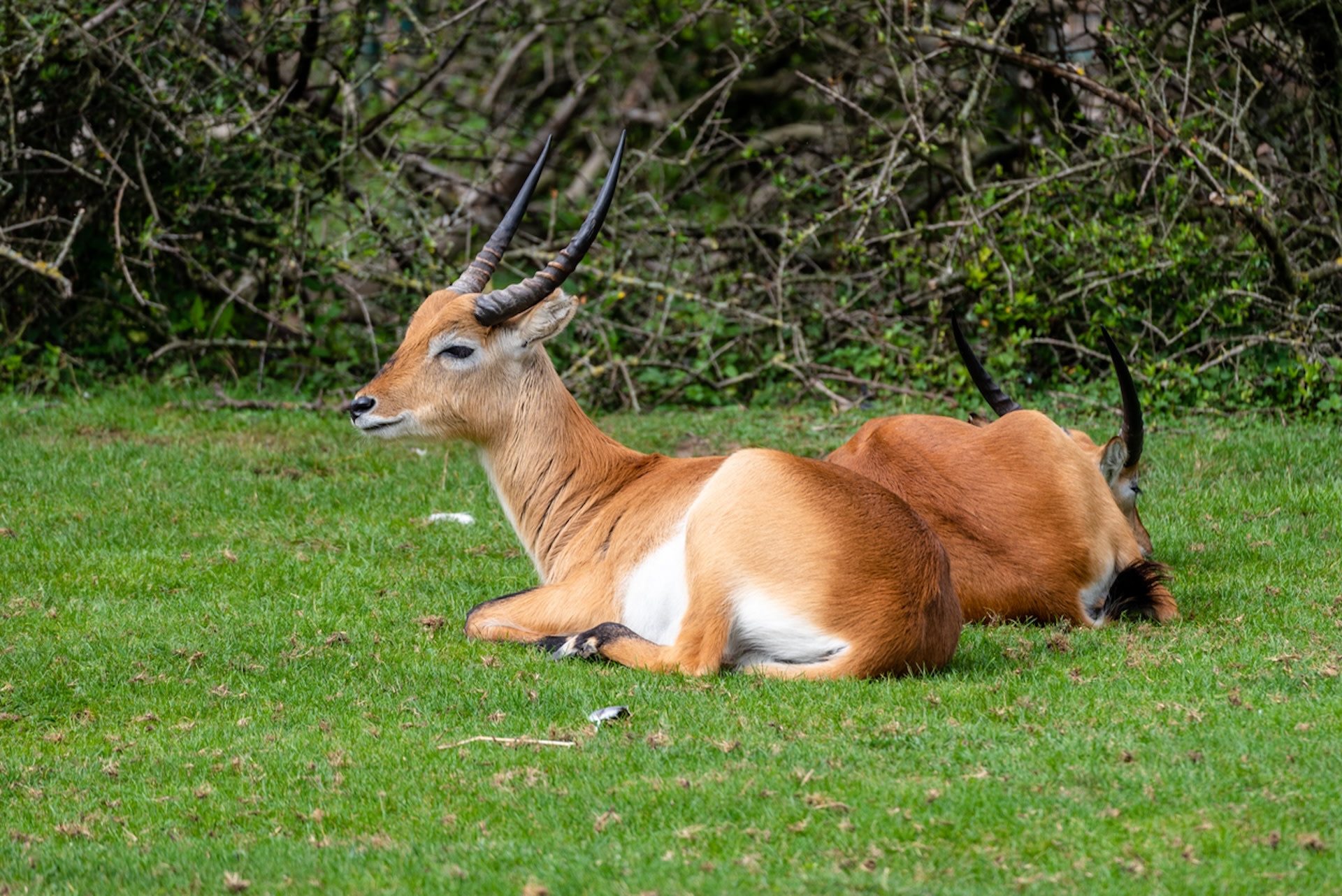 Zoo officials issue warning after identifying cause of death of young ...