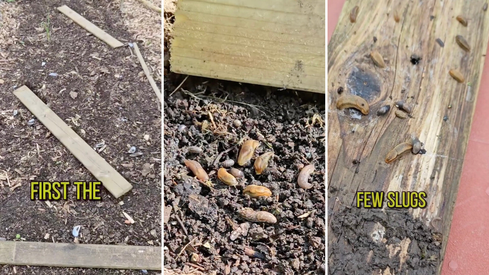 Gardener shares method behind 'the best slug trap' to keep them out of ...