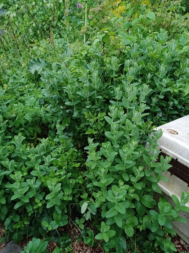 Gardener issues warning after accidentally planting invasive herb: 'A ...