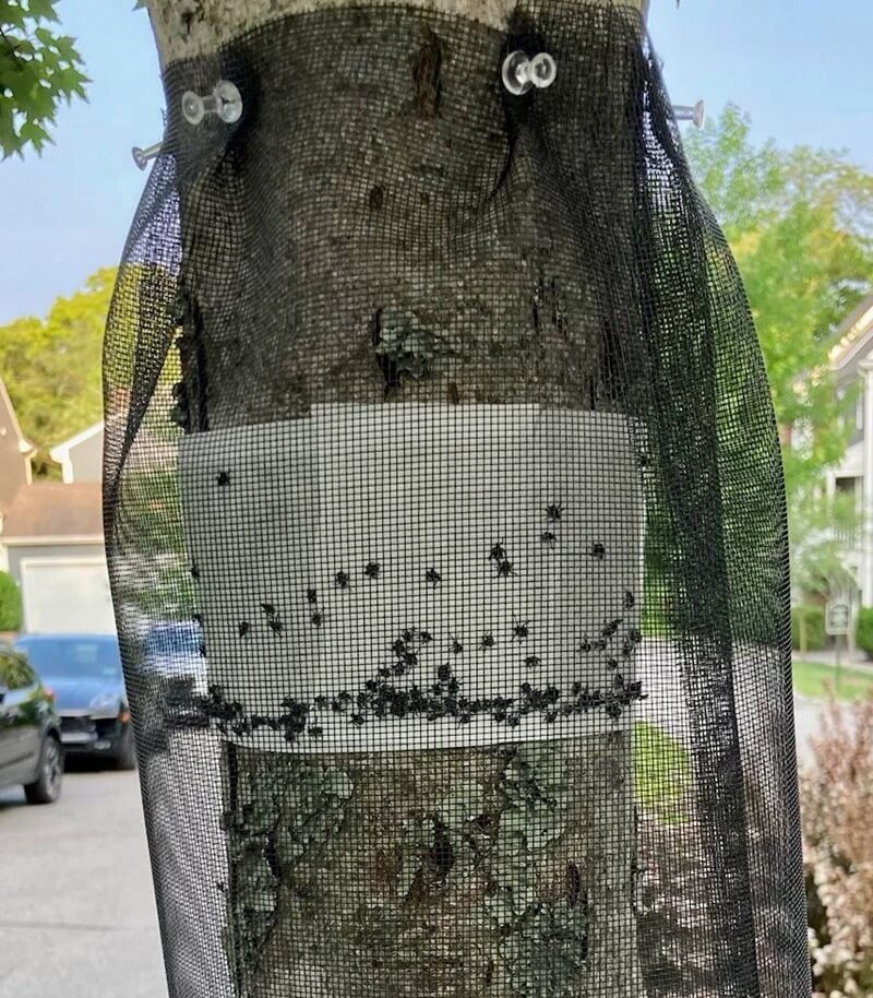 Local gardener shares genius DIY method for trapping havoc-wreaking ...