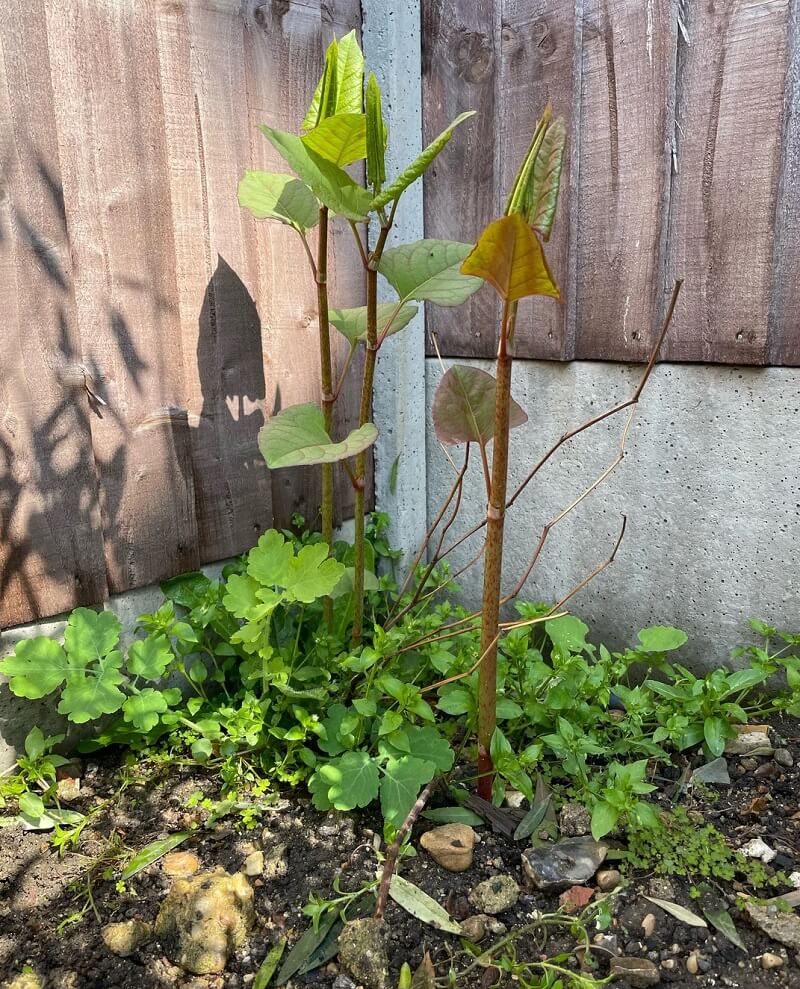 Homeowner receives frustrating news after discovering highly invasive ...