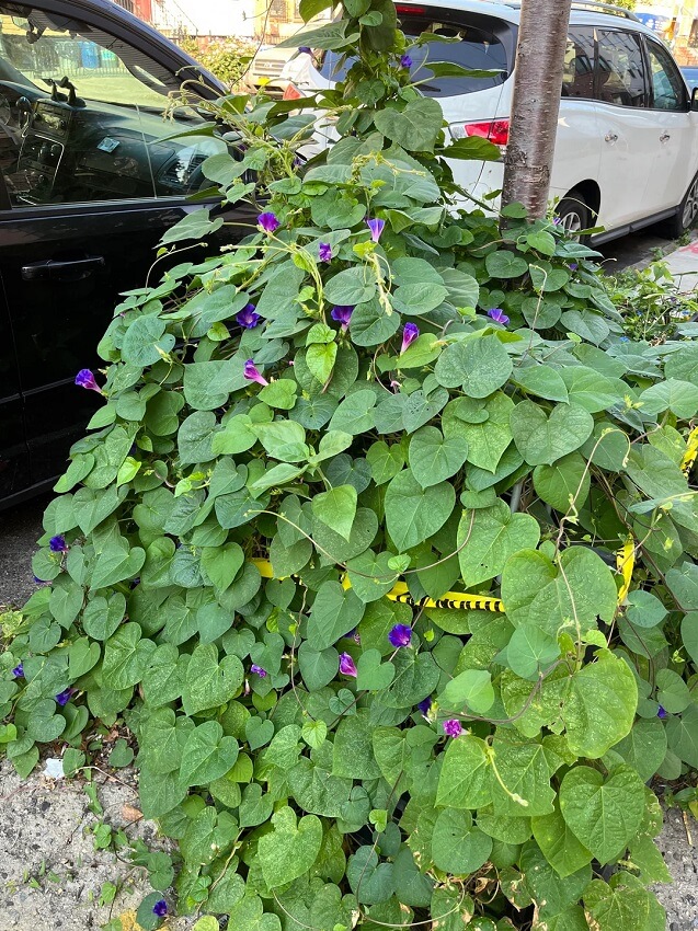 Resident warned about neighbor's 'pretty vine' planted in their yard ...