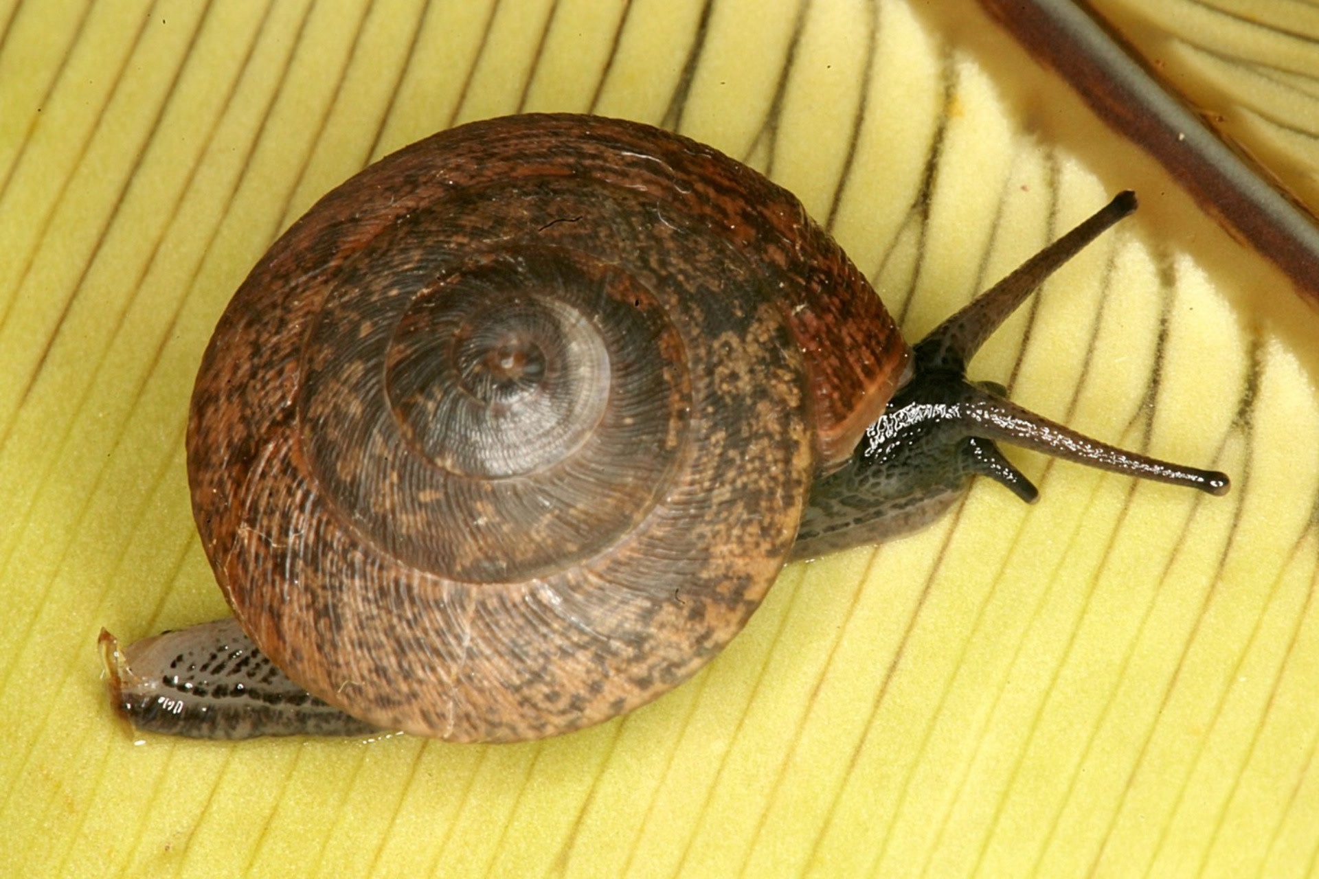 Scientists rejoice after successfully reintroducing once-extinct ...