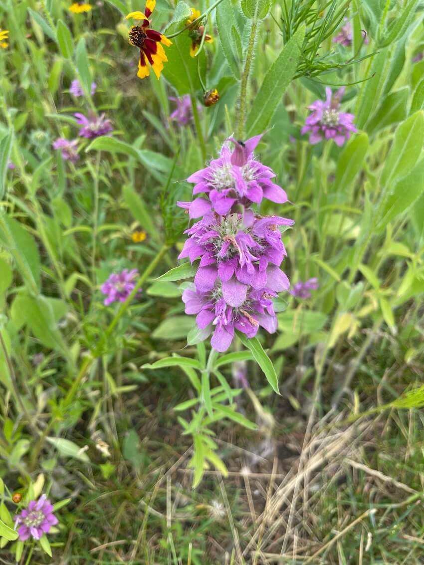 Gardener shares photos of incredible results after cultivating native ...
