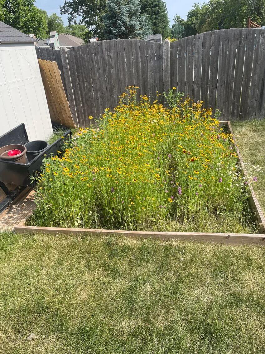 Gardener shares photos of incredible results after cultivating native ...