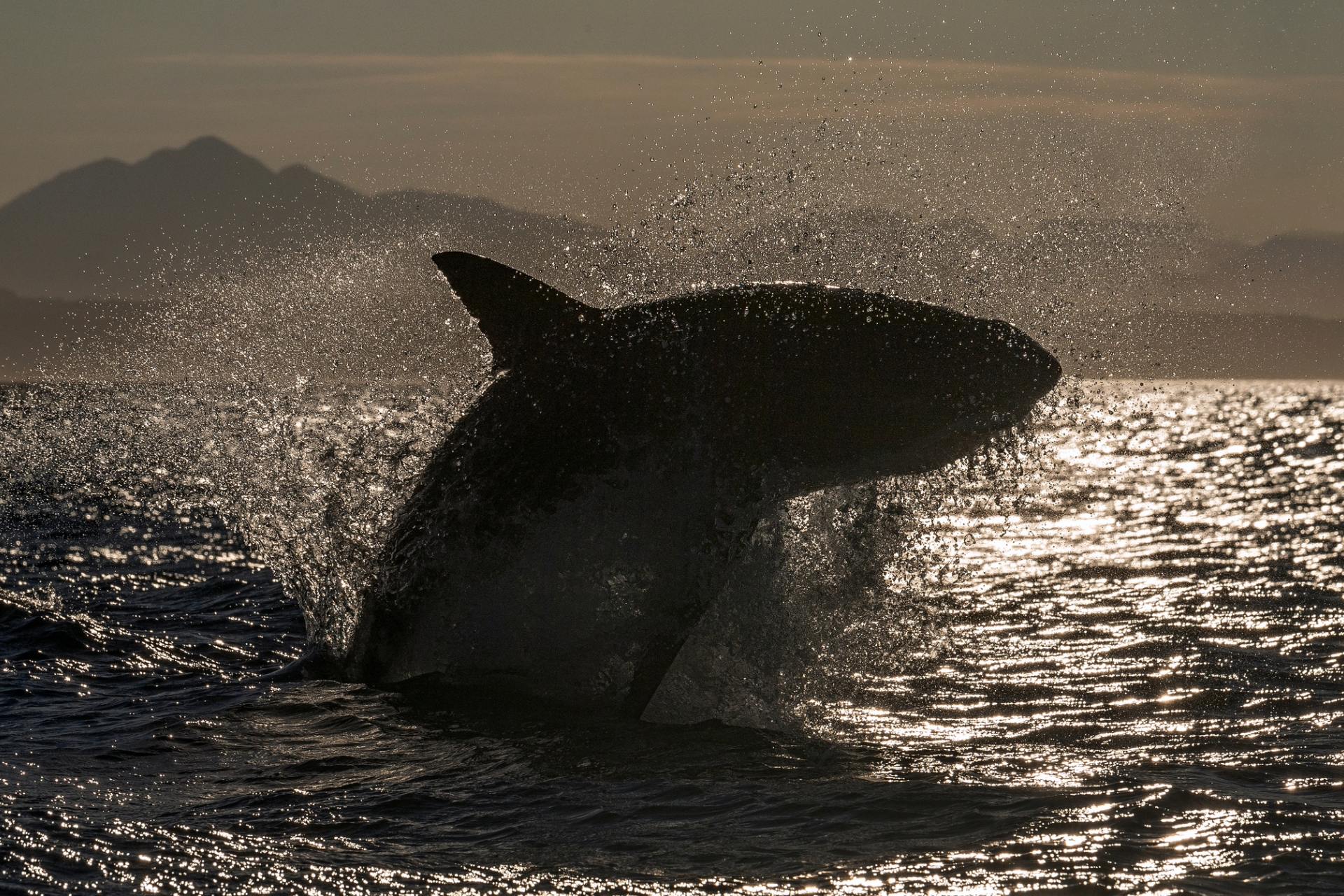 Researchers sound alarm after finding major shift in apex predator ...