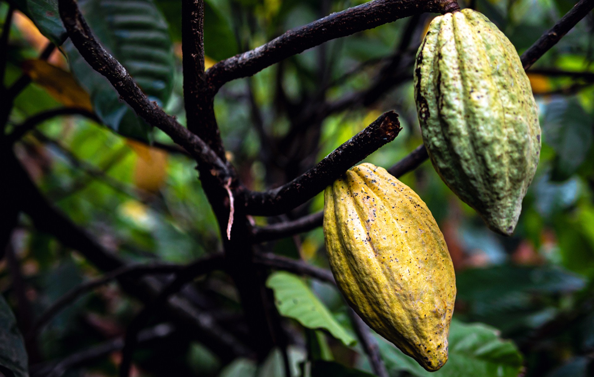 Scientists make discovery deep in rainforest that could save chocolate ...