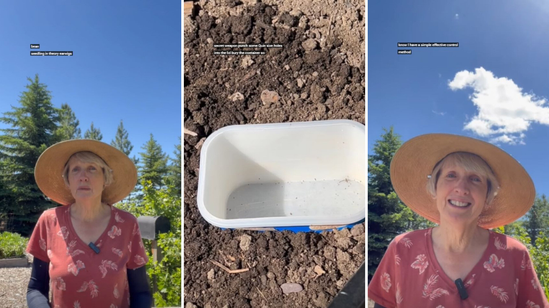 Gardener reveals 'secret weapon' for keeping earwigs at bay in your ...