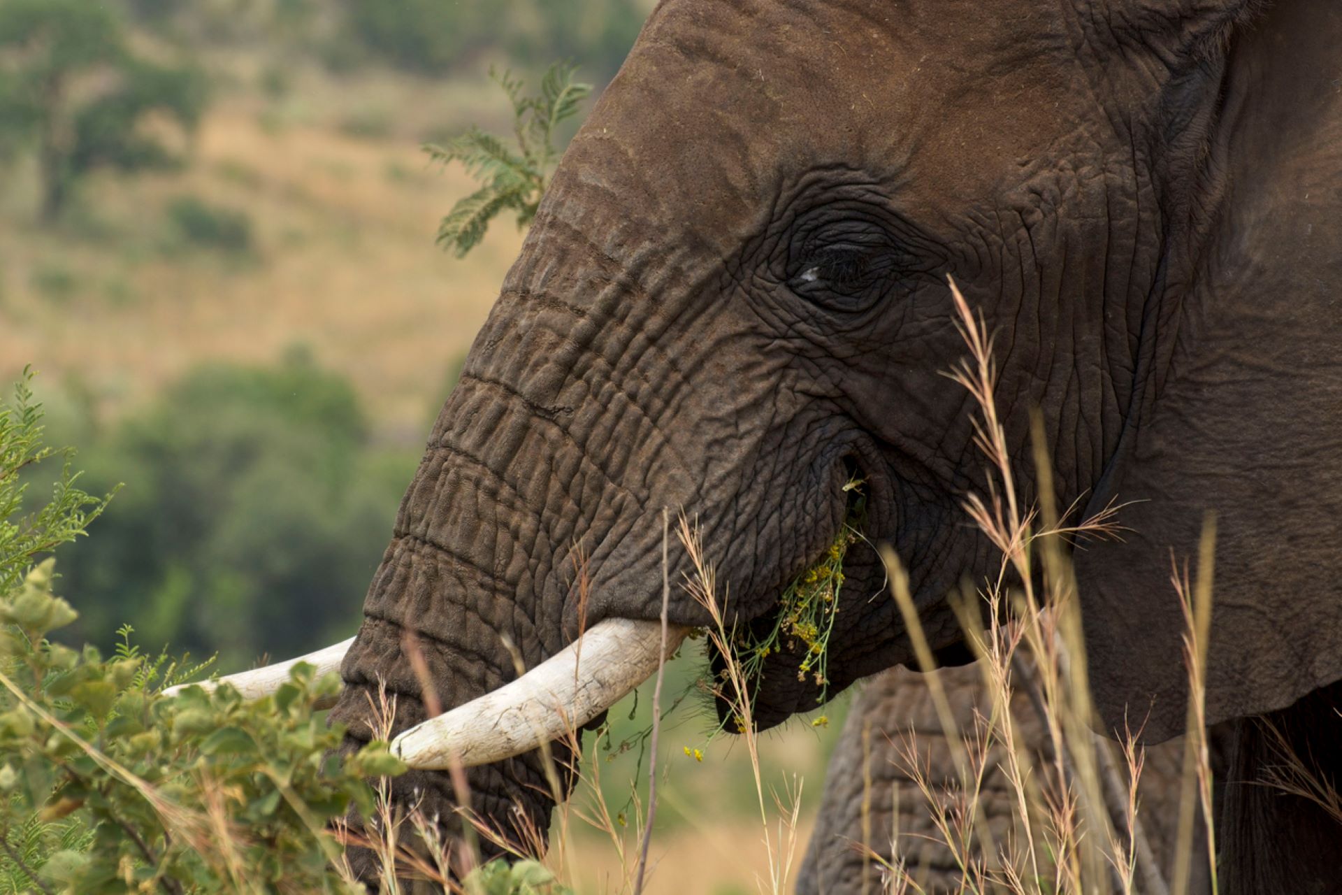 Several southern African countries fear disturbing surge in elephant ...